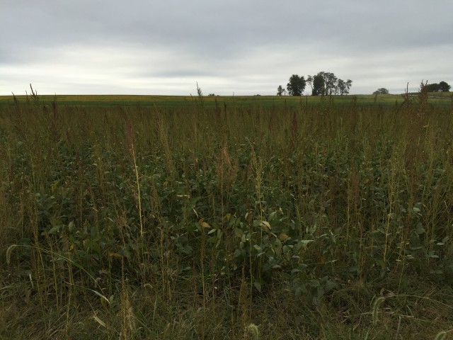 The importance of 3-modes of action to control weeds | Iowa ...