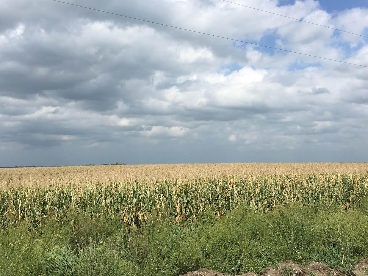 Eastern Nebraska crops need a drink | Iowa Agribusiness Network