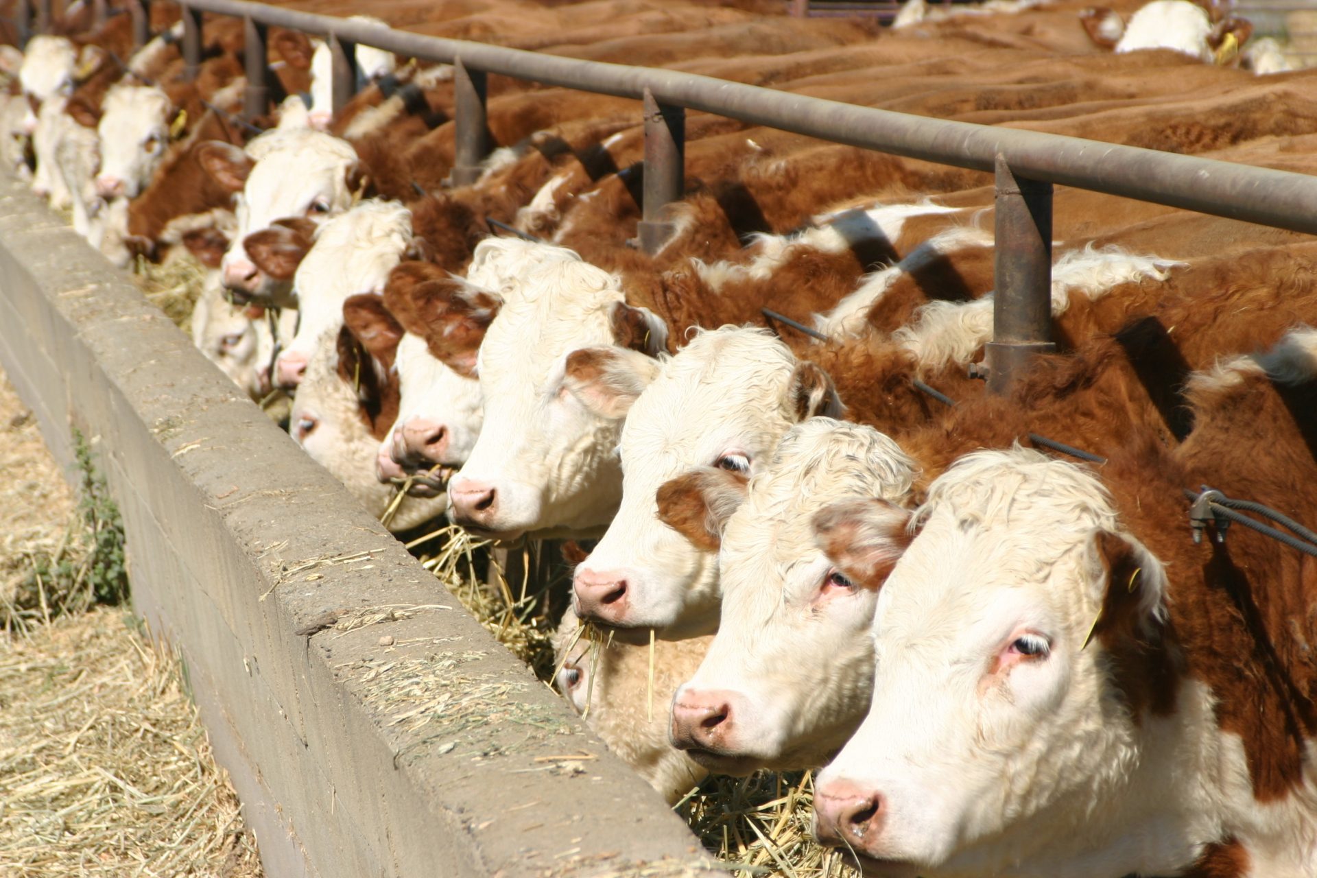 Cattle Markets Struggling To Find Stable Footing Amid Overwhelming Cattle Markets Struggling To Find Stable Footing Amid Overwhelming