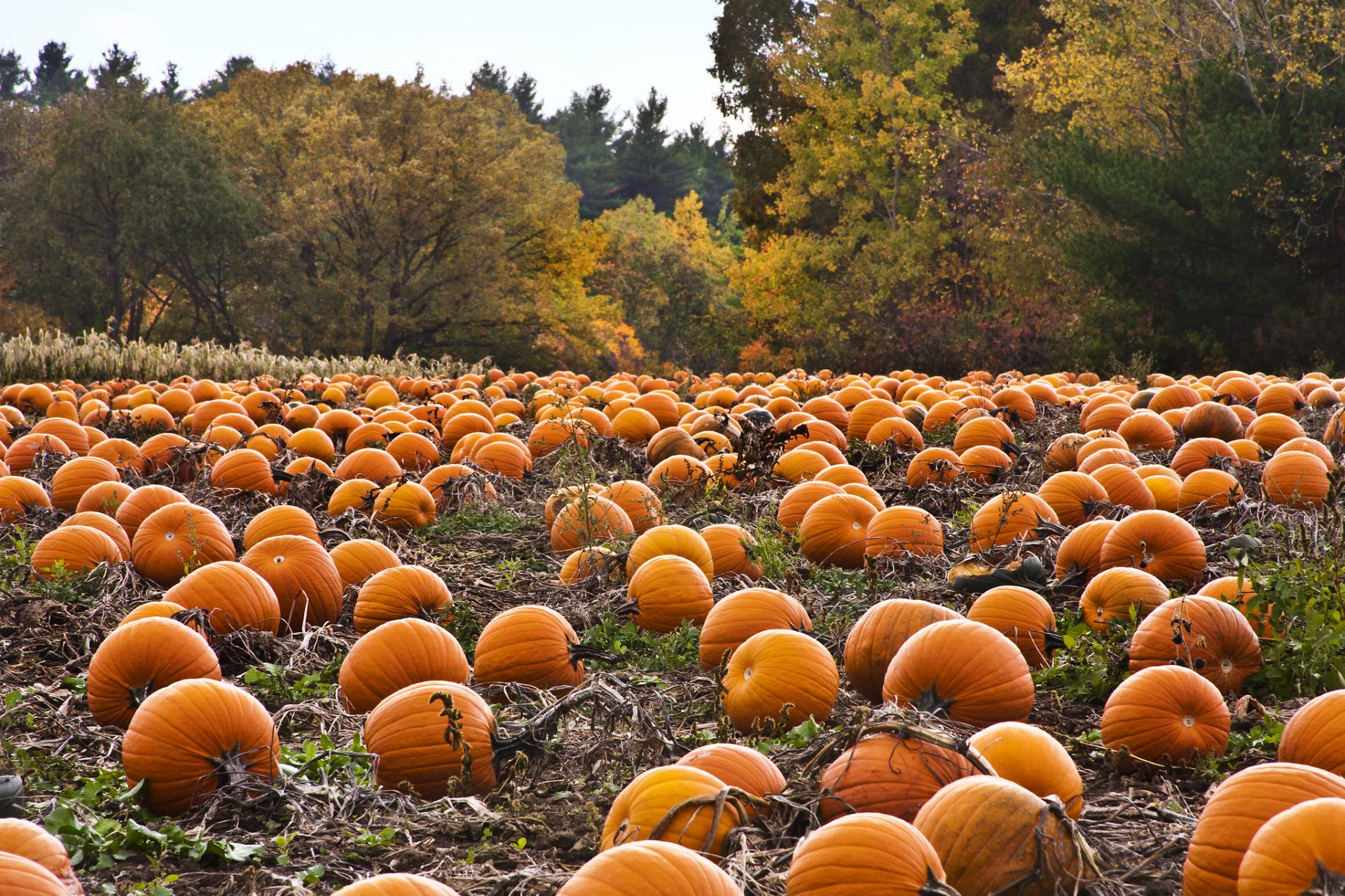 Pumpkin Patches Especially Worth Celebrating This October | Iowa ...