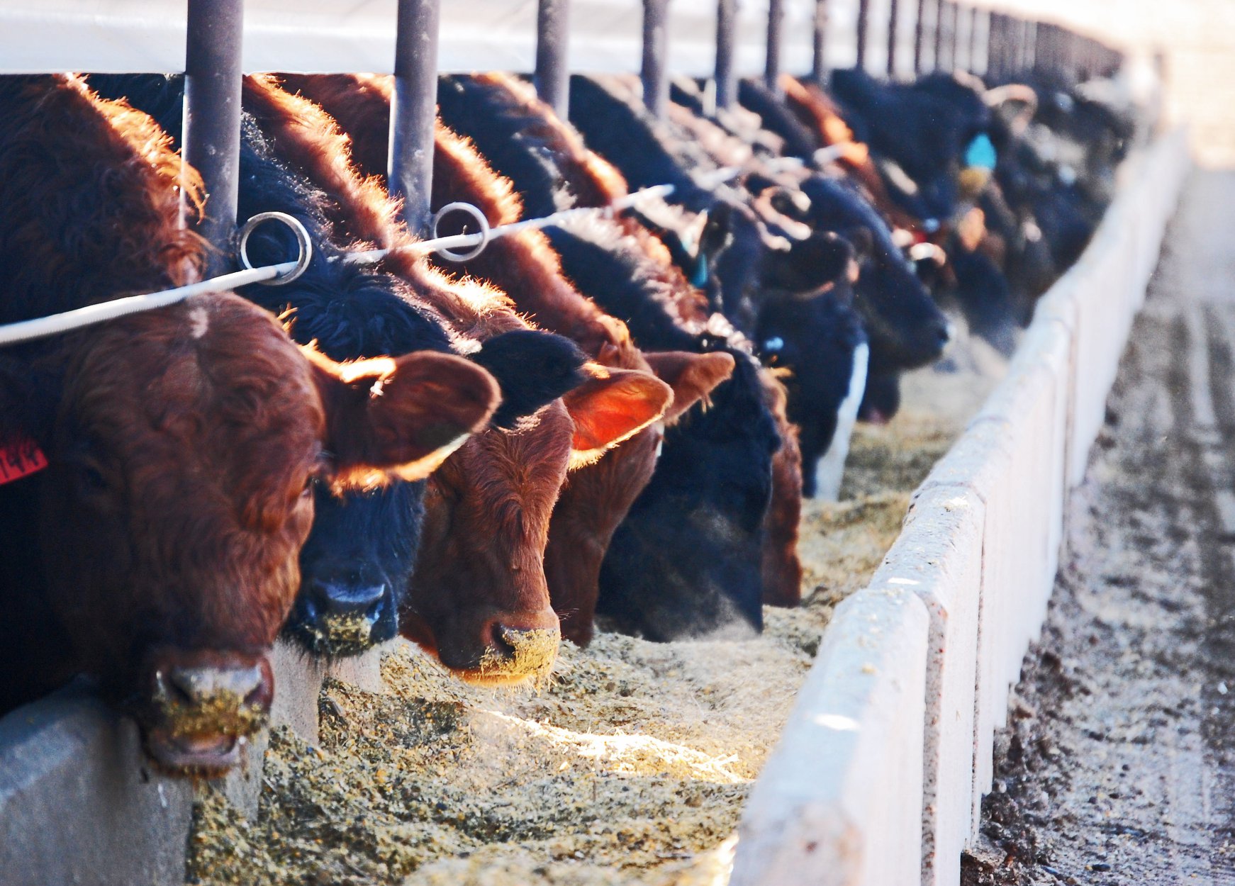 Simmental Association schedules annual “Fall Focus” | Iowa Agribusiness ...