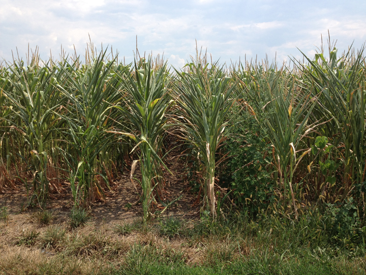 Assessing drought stressed corn & silage | Iowa Agribusiness Network