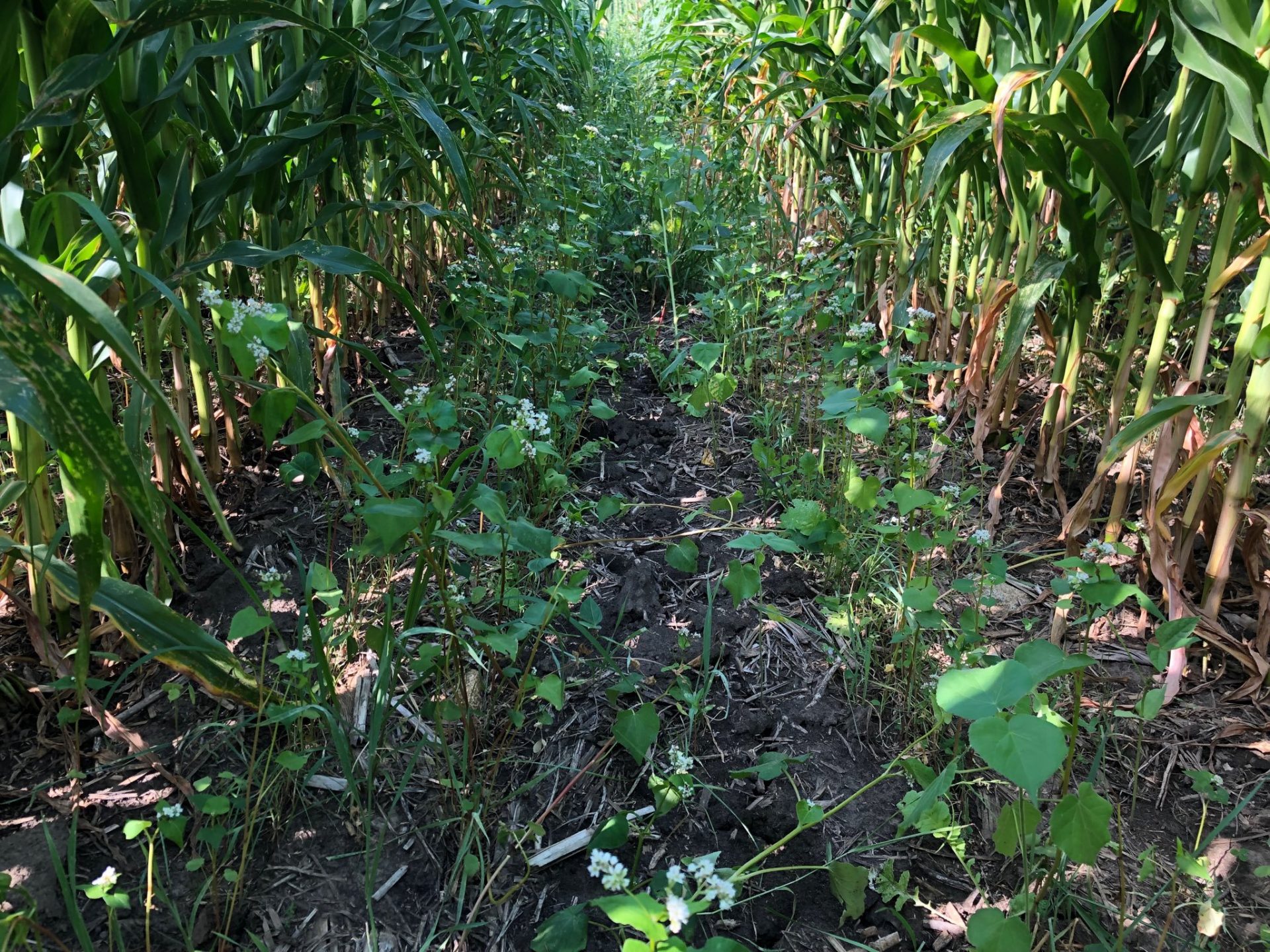 Cover crops provide more than soil health benefits | Iowa Agribusiness ...