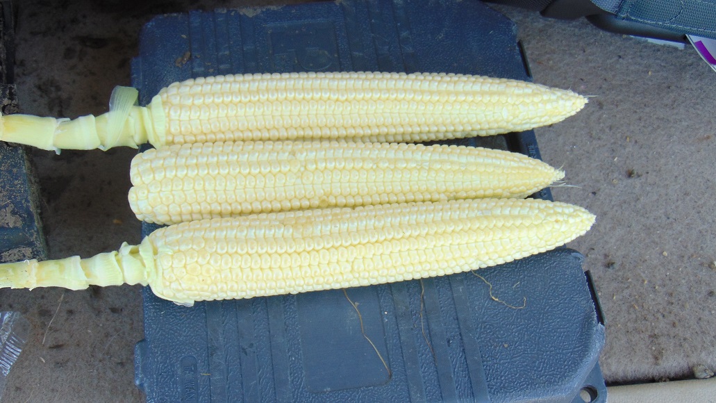 Western Crop Tour sees low numbers and high emotions | Iowa ...