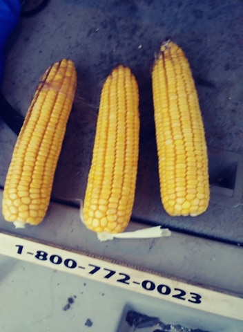 Iowa grain quality challenges: Corn | Iowa Agribusiness Network