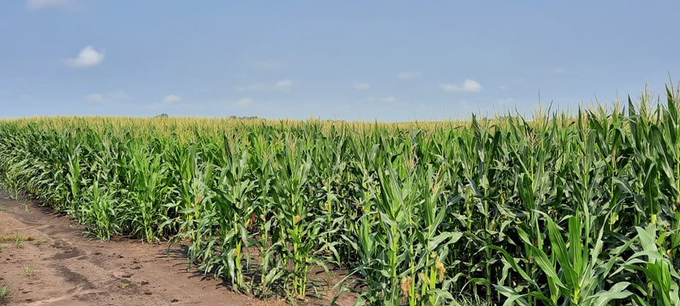 What are the chances we make our corn production goals? | Iowa ...