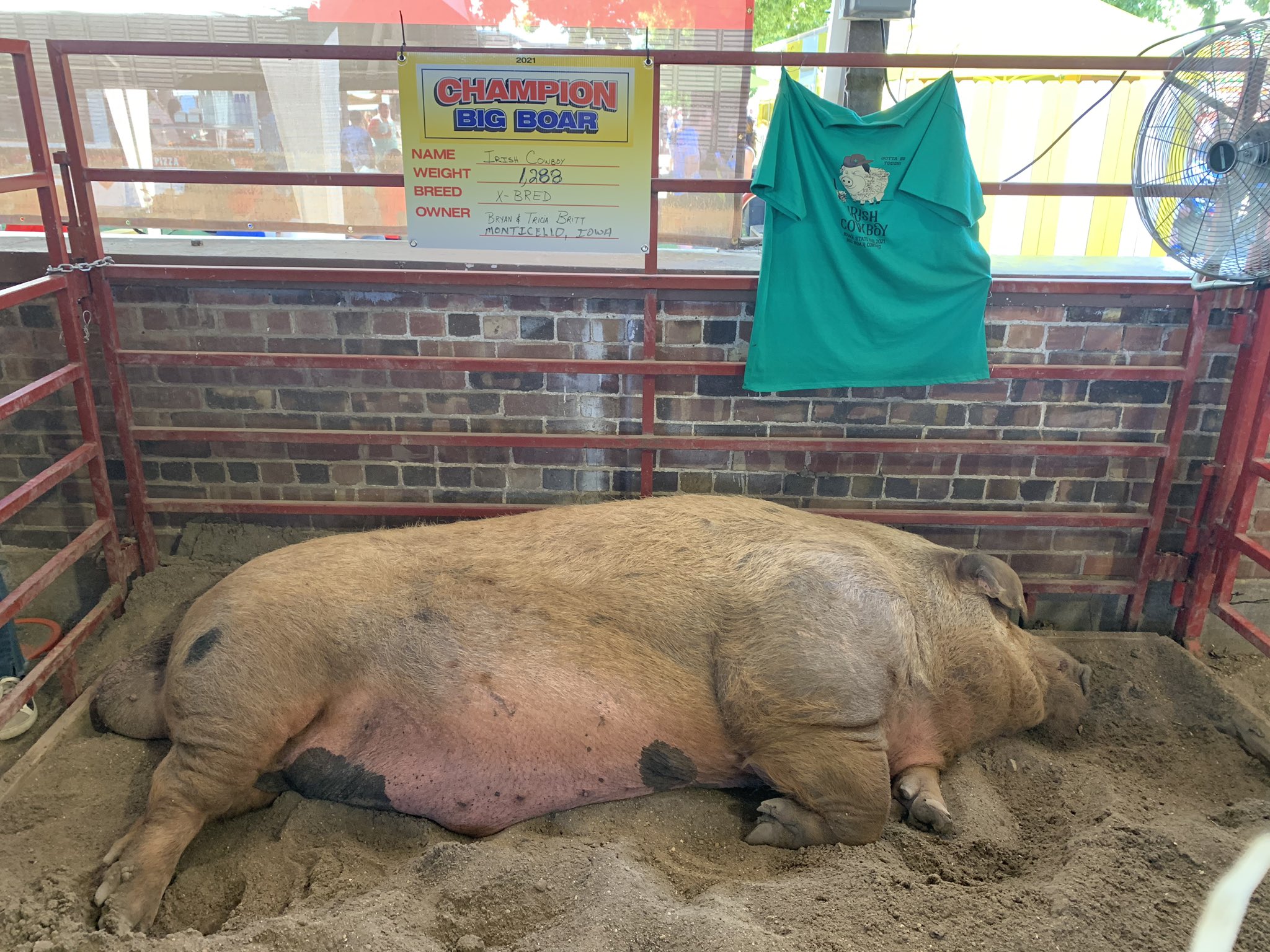 Irish Cowboy crowned state fair’s Champion Big Boar | Iowa Agribusiness ...