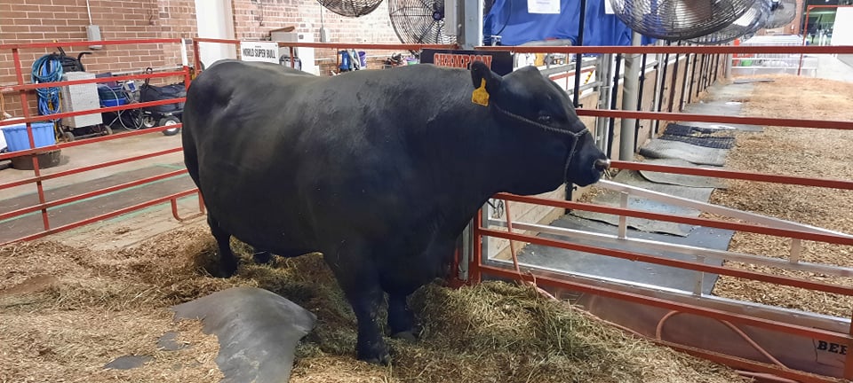 Little Bill wins title of World’s Super Bull | Iowa Agribusiness Network