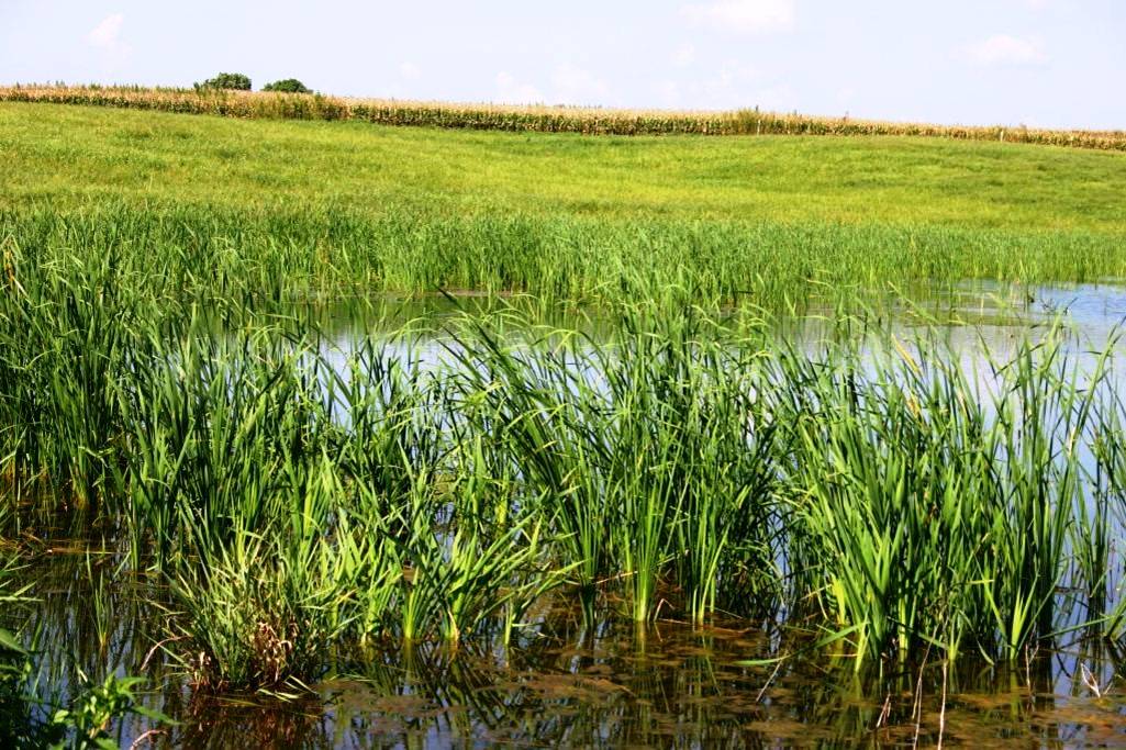 IDALS recognizes completion of 100th CREP-funded water quality wetland ...