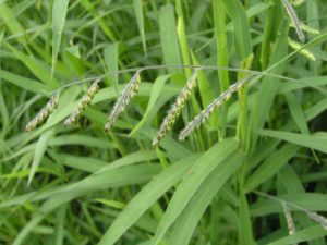 Corteva provides tips to control woolly cupgrass in Iowa | Iowa ...