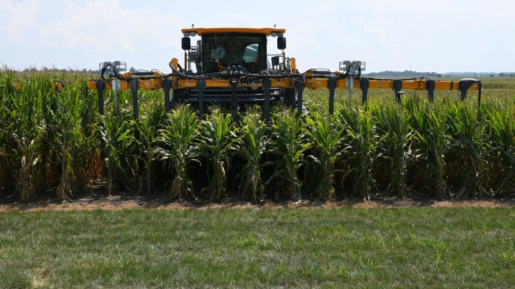 Look to see more short stature corn appearing in 2022 | Iowa ...