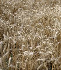 Wheat in the driver’s seat in grain trade | Iowa Agribusiness Network