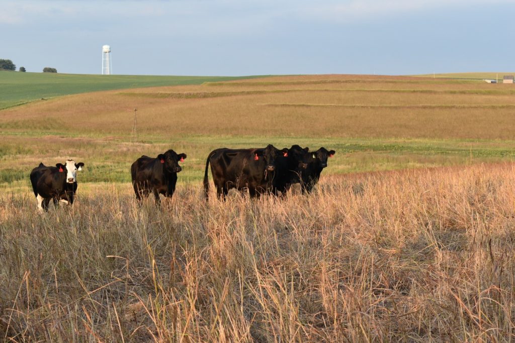 No mRNA vaccines in U.S. cattle | Iowa Agribusiness Network