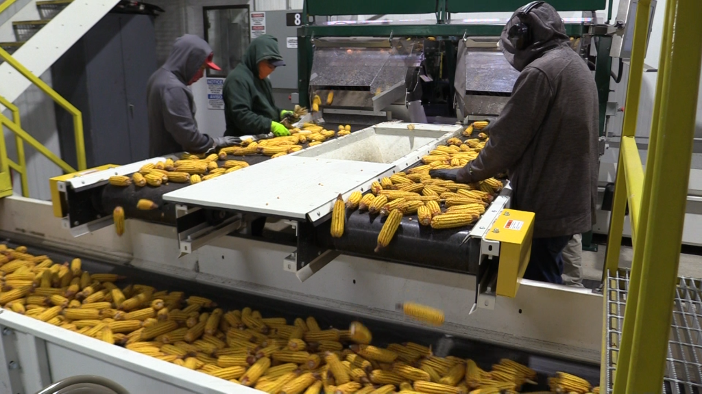 Wyffels Hybrids seed production facility continues to expand | Iowa ...