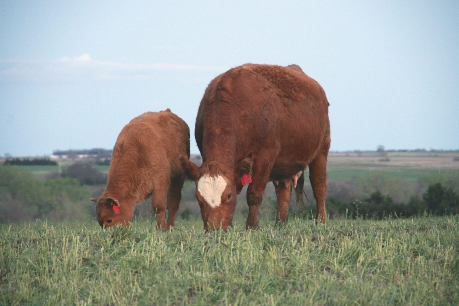 Genetic progress highlighted at 2022 American Simmental Association ...