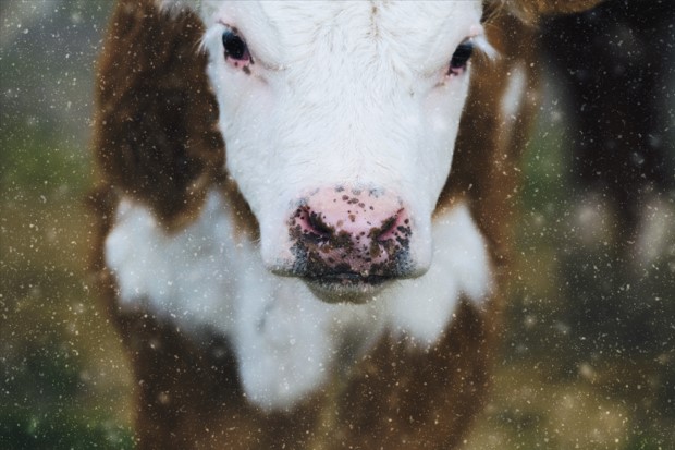 Avoid common mistakes during winter calving | Iowa Agribusiness Network