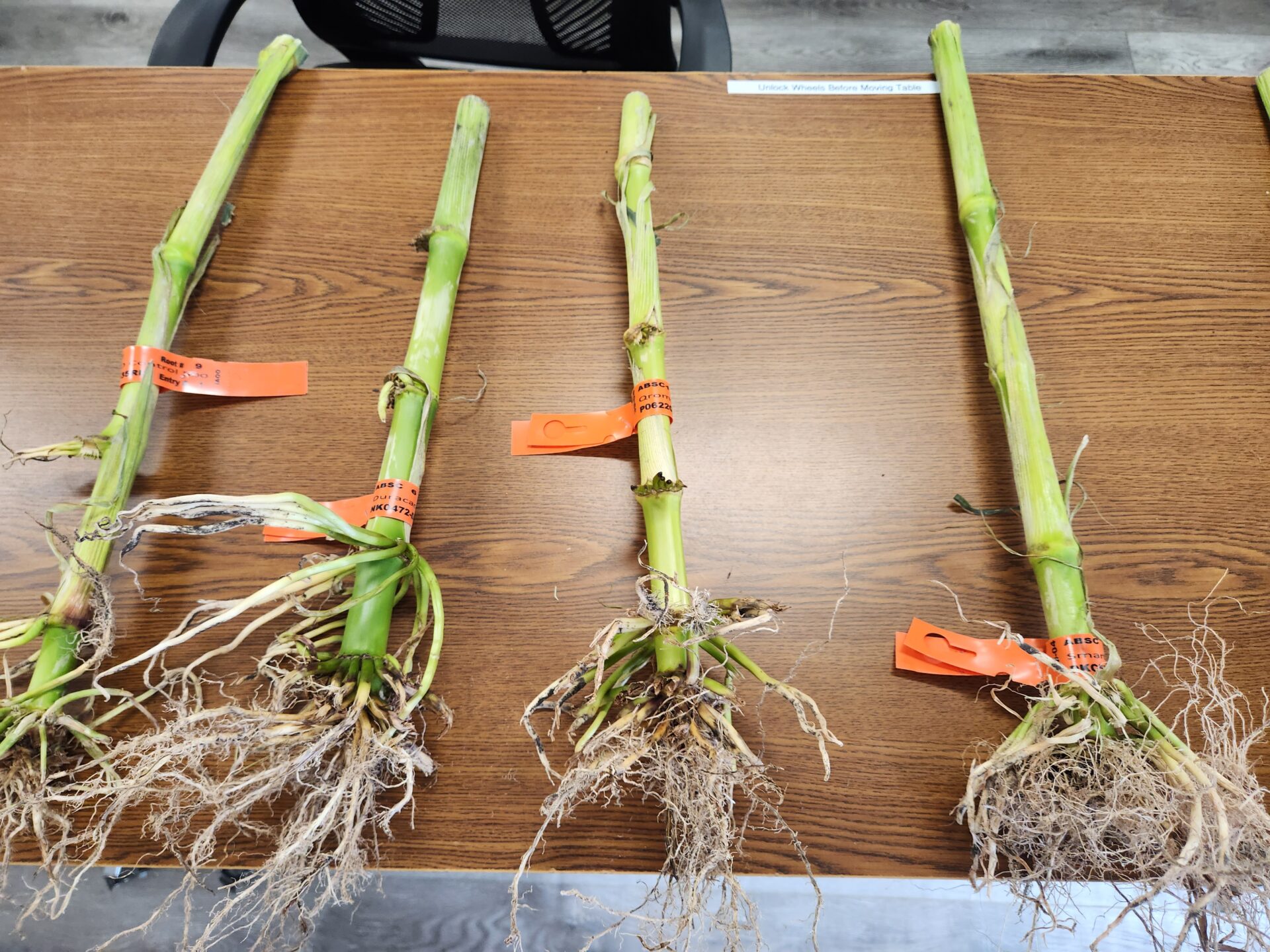 Bayer Offers Multiple Modes Of Action Against Corn Rootworm Iowa