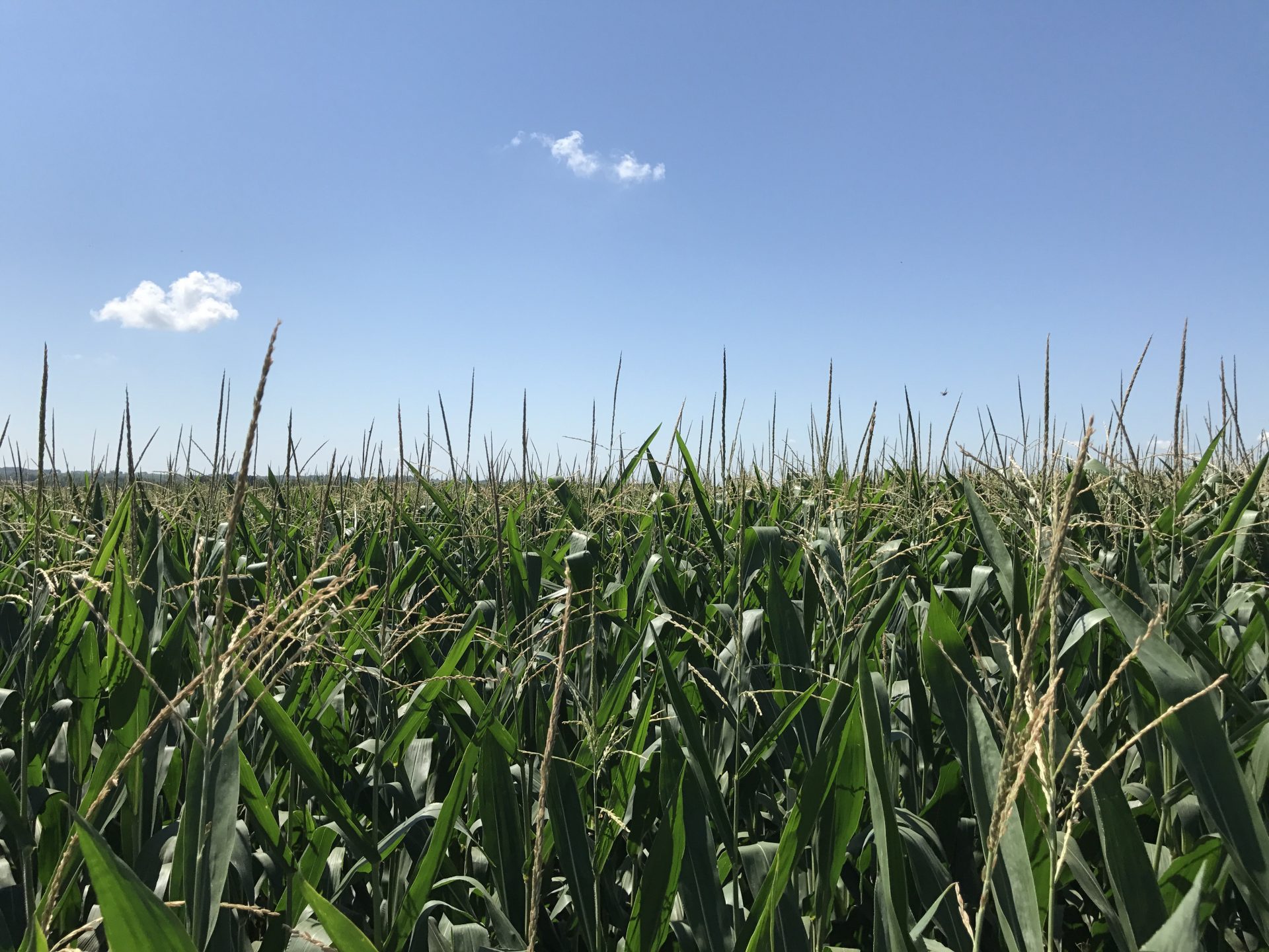 Seed company gets excited to launch Enlist corn this year | Iowa ...