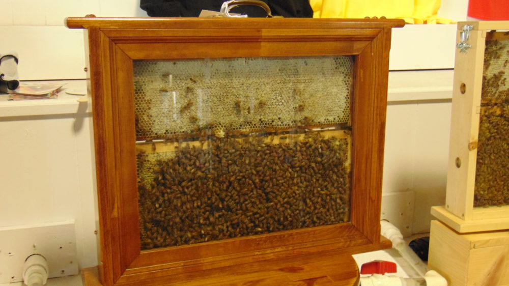 Iowa Honey Producers talk with consumers and farmers about bees | Iowa ...