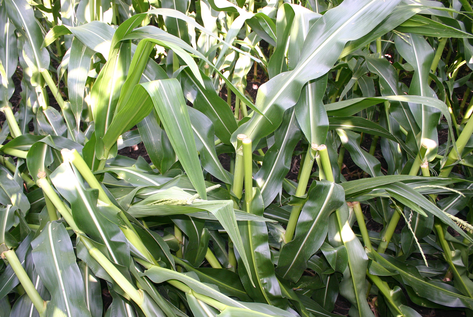 Overcoming weather-related challenges | Iowa Agribusiness Radio Network