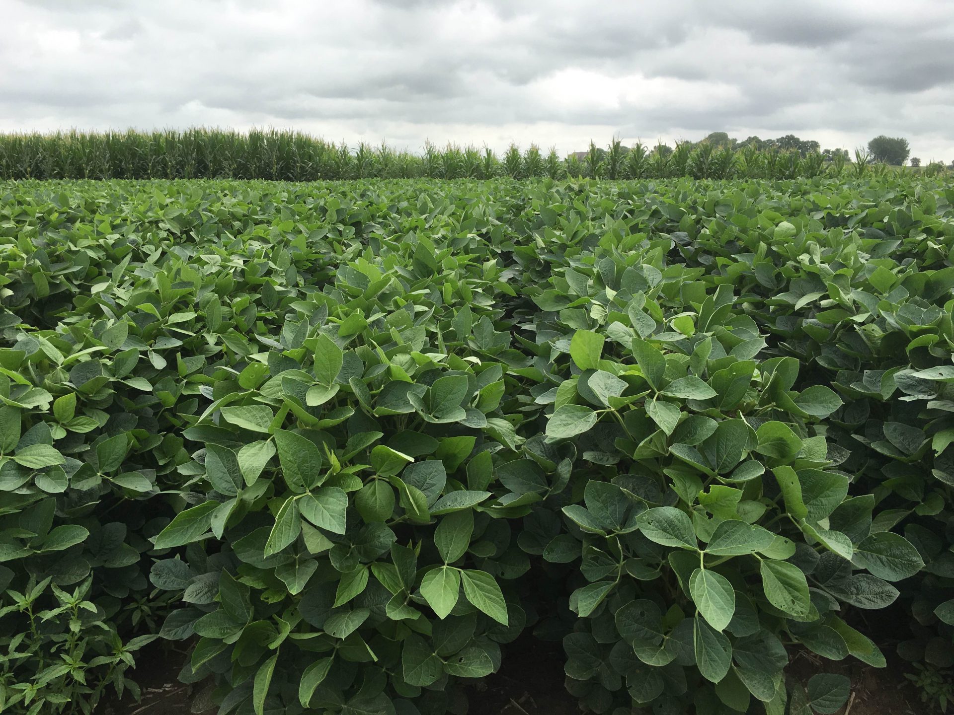 Farmers to plant more LibertyLink beans next year | Iowa Agribusiness ...
