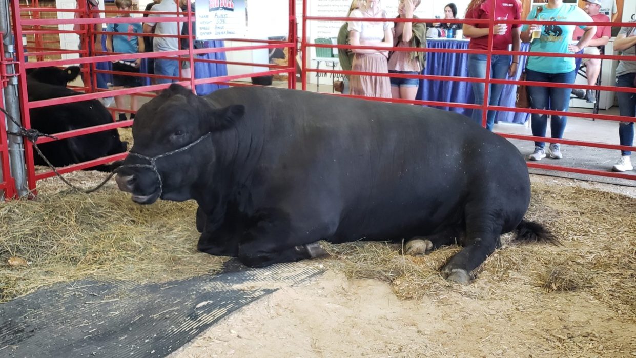 Albert from Audubon named Super Bull at the 2022 ISF | Iowa ...