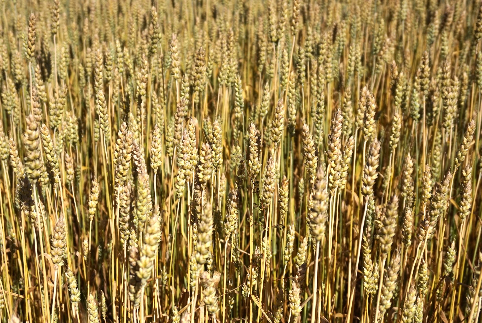 Wheat genome mapping complete | Iowa Agribusiness Radio Network