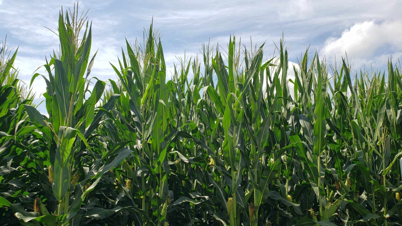 Iowa corn yields strong, but profits under strain | Iowa Agribusiness ...