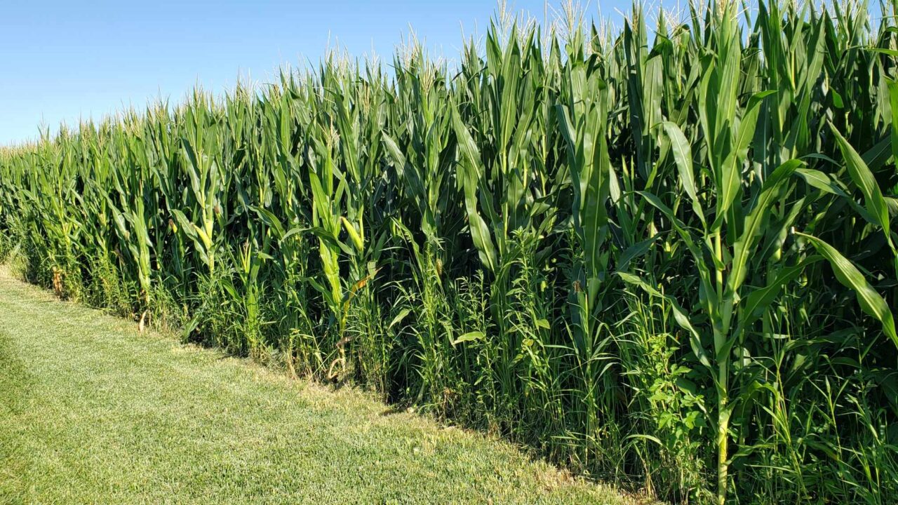 Mitigating nitrogen loss with a no-burn nitrogen solution | Iowa ...