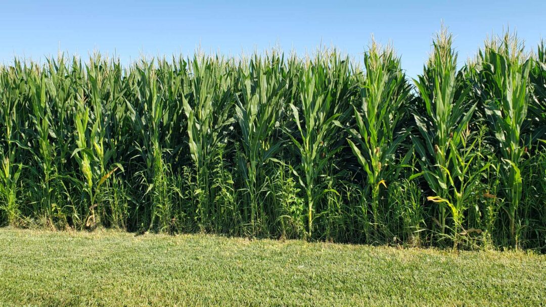 National Corn Growers urge permanent E15 access | Iowa Agribusiness ...