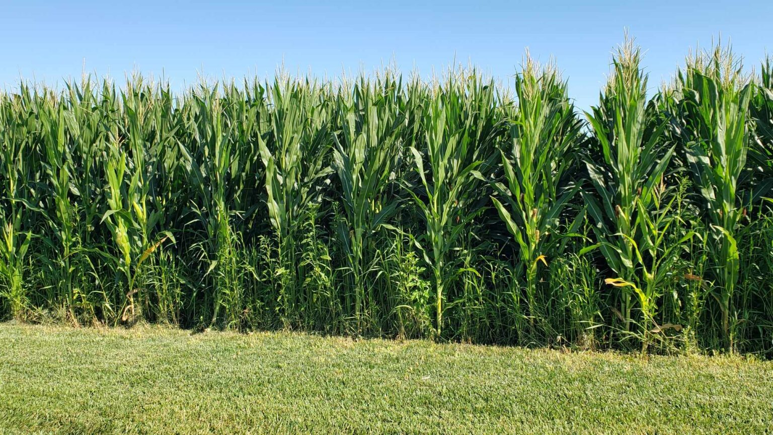 Record corn crop and supply and use forecasts | Iowa Agribusiness Radio ...