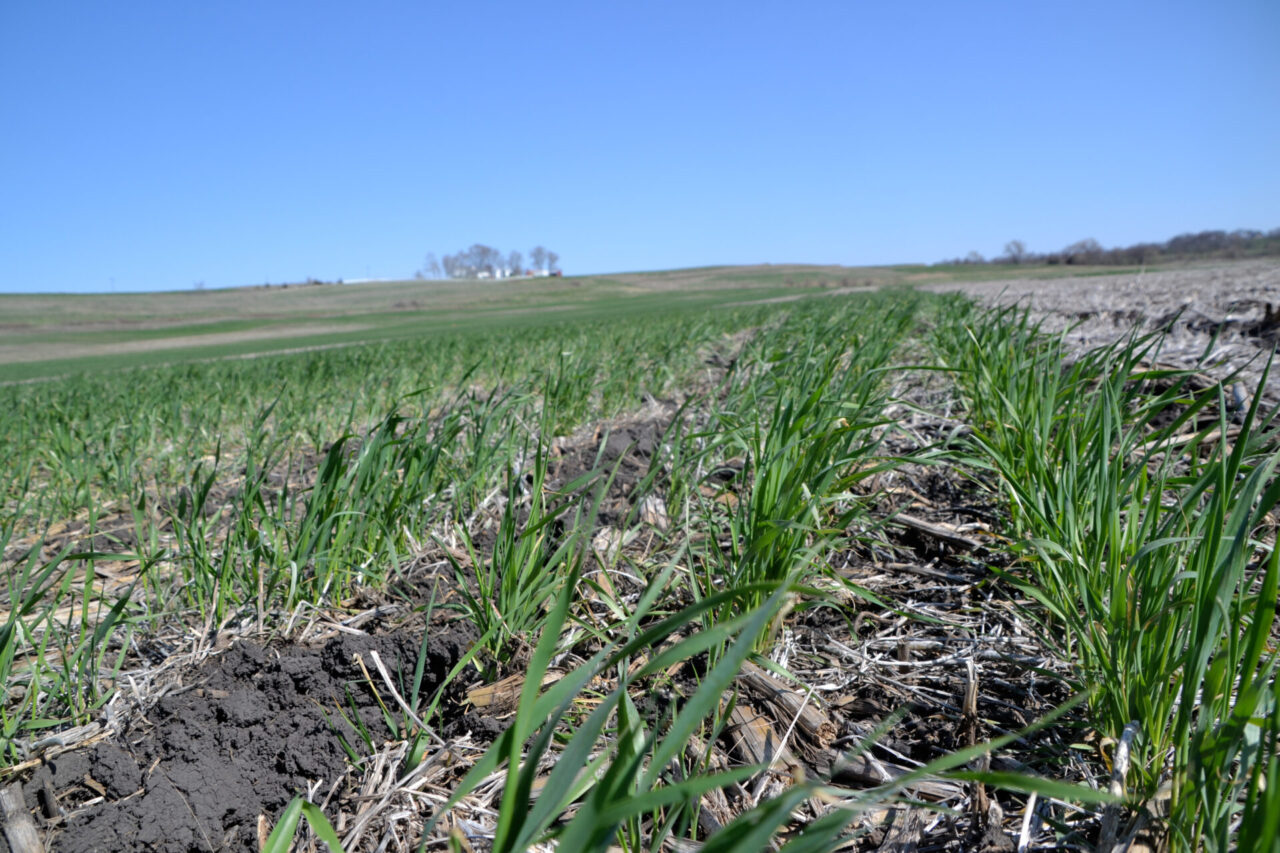 Cover crop funds open for Iowa producers | Iowa Agribusiness Radio Network