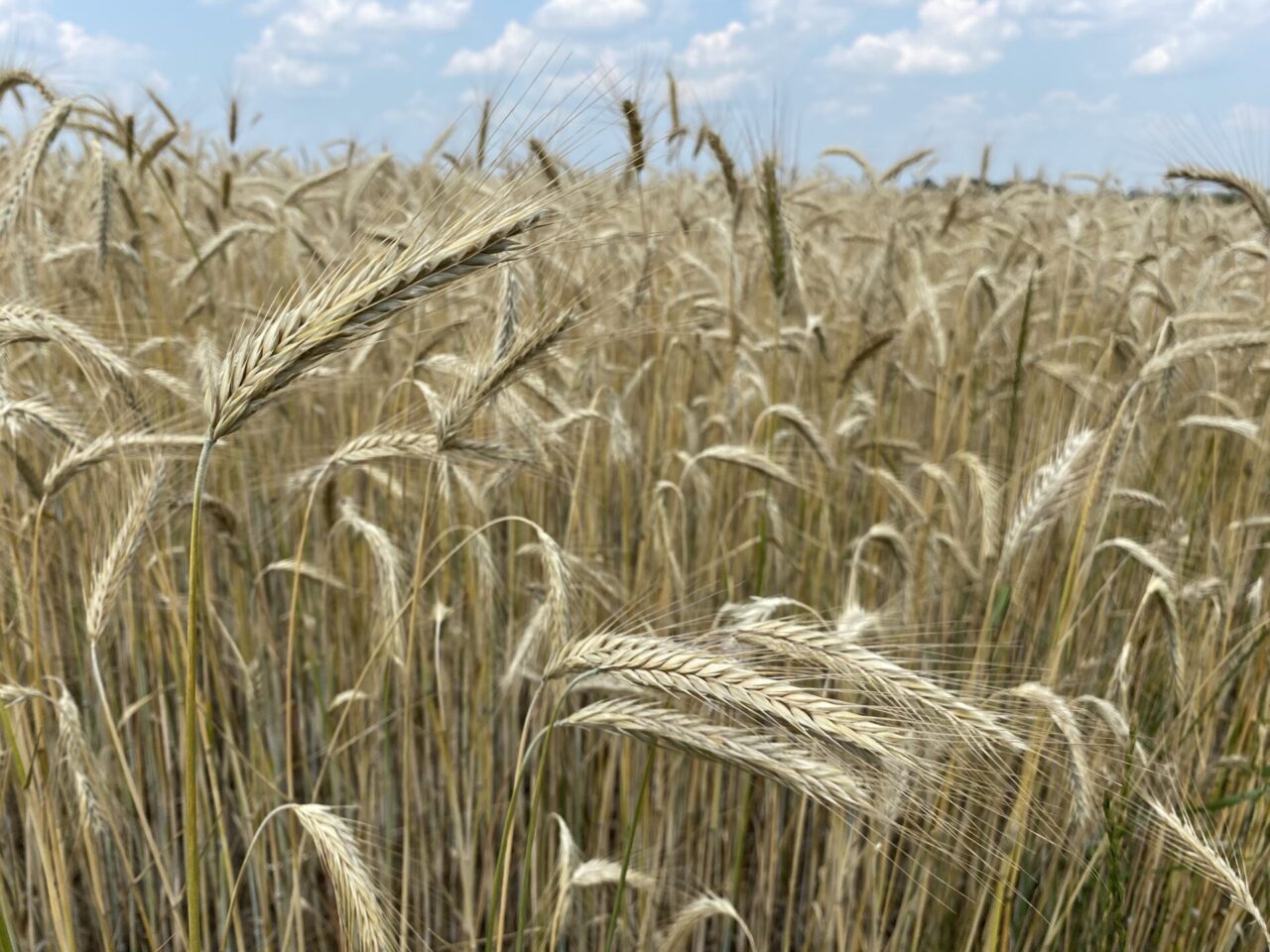 Applications open for PFI programs that help with crop rotations | Iowa ...