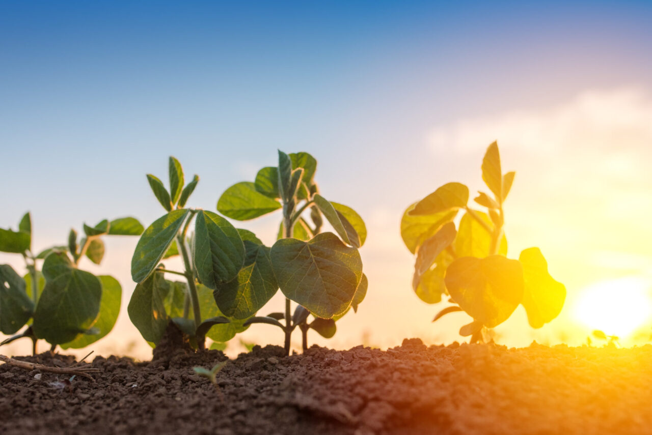ISA Experience Class showcases the entire soybean ecosystem | Iowa ...