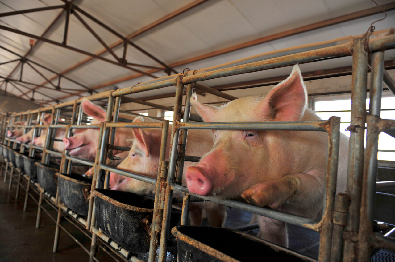 Keeping pigs cool during hot summer months | Iowa Agribusiness Radio ...