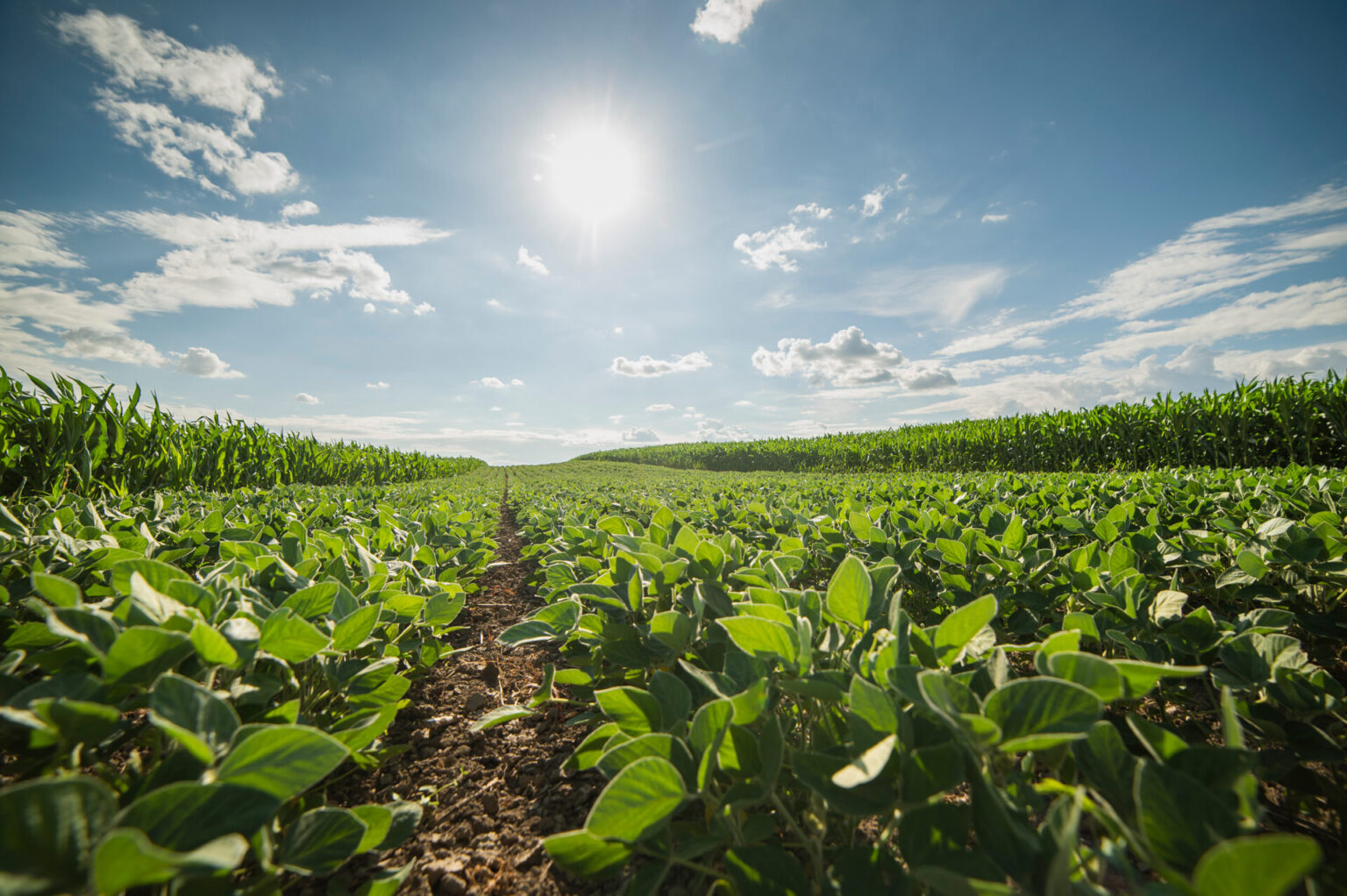 The value of early planting soybeans | Iowa Agribusiness Radio Network