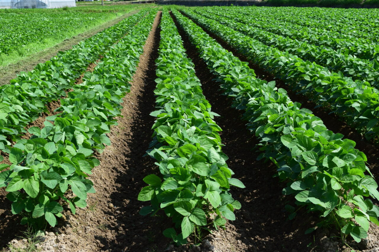 How long will this time of low crop profit margins continue? | Iowa ...