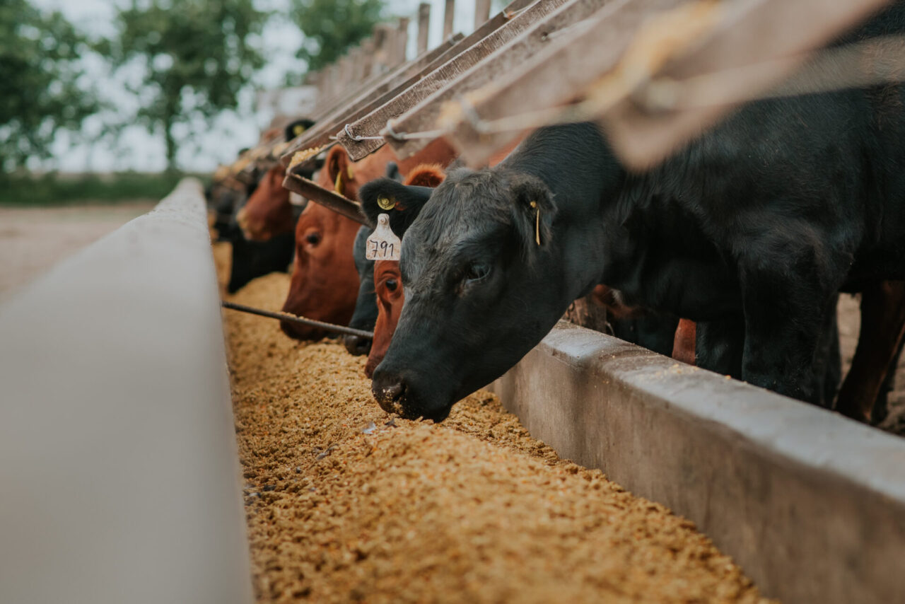 USDA issues August livestock report | Iowa Agribusiness Radio Network