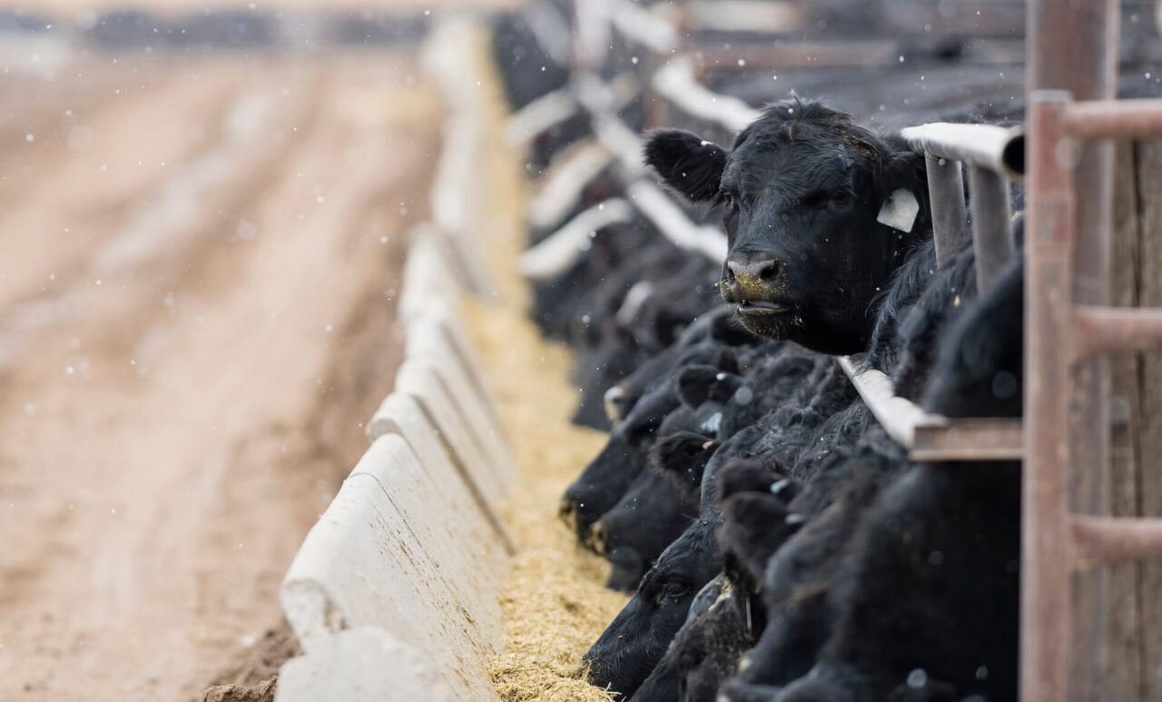 Cattle on Feed Report shows continuing tight supplies | Iowa ...