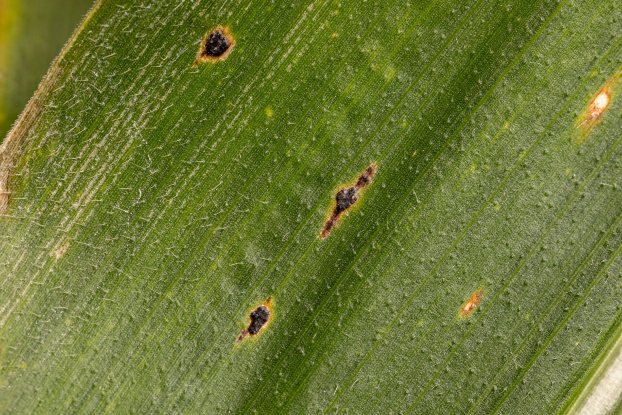 Employing a proactive approach to get ahead of tar spot | Iowa ...