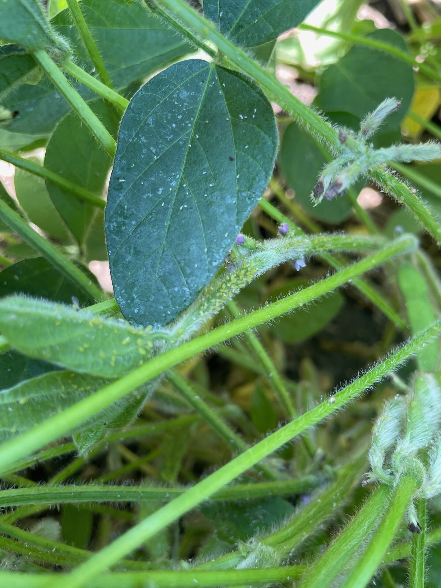 Insecticide-resistant soybean aphids pose a challenge to Iowa farmers ...