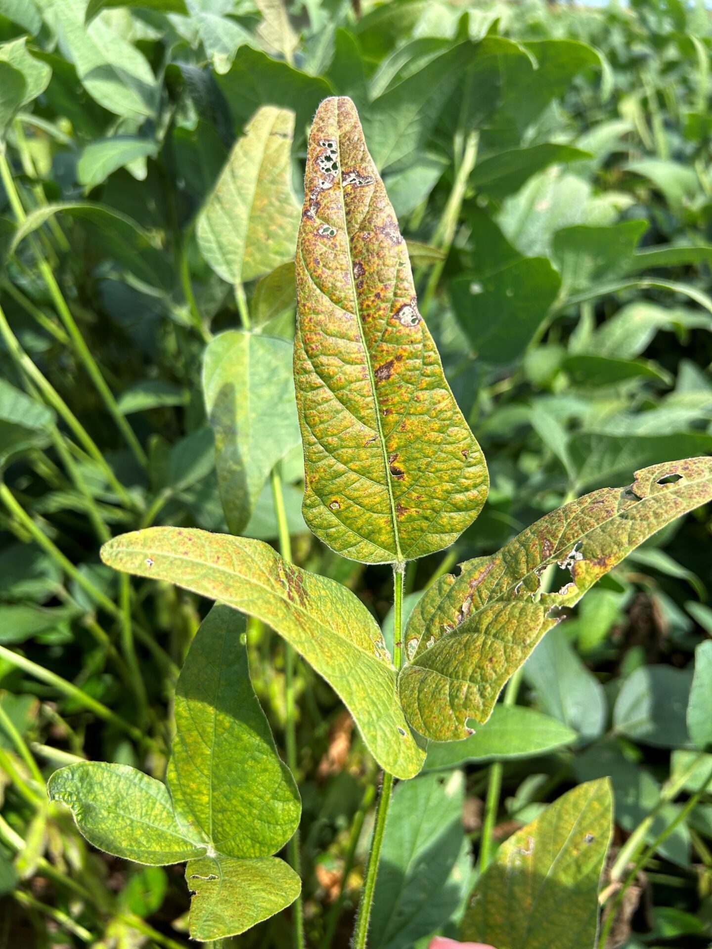 Cercospora leaf blight poses a heightened challenge for soybean farmers ...