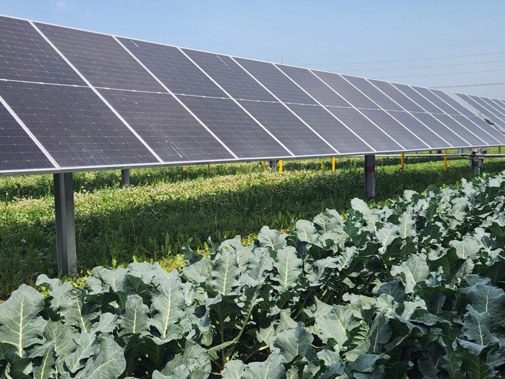 ISU combining solar farms with production agriculture | Iowa ...