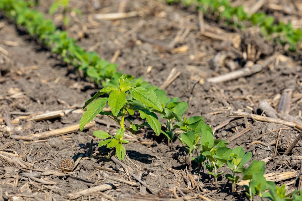 Water hemp is one of the top weeds impacting Iowa crops | Iowa ...