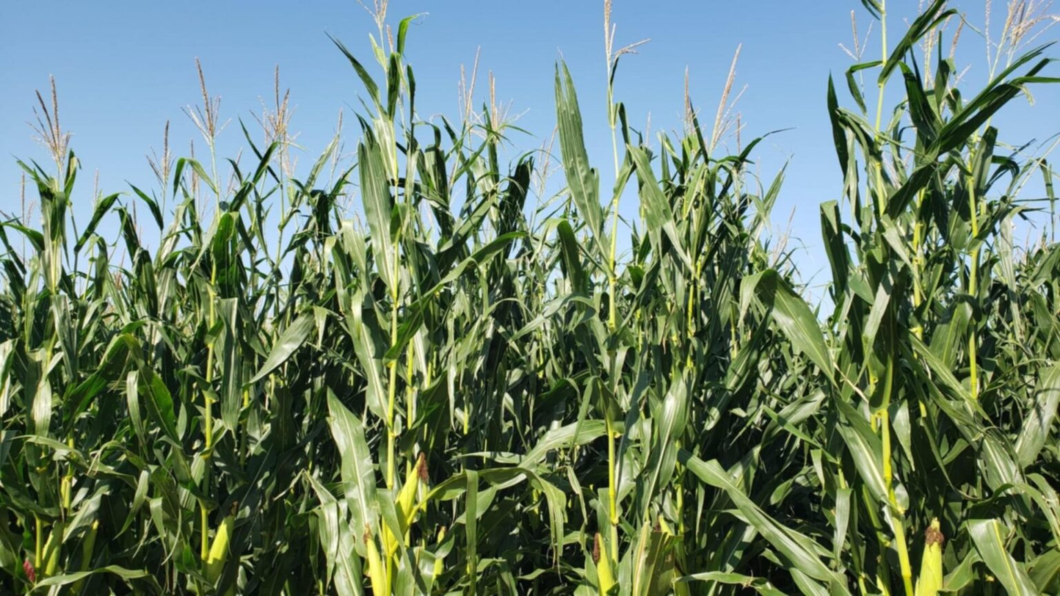 Northwest Iowa crops nearing the finish line and the start of harvest ...