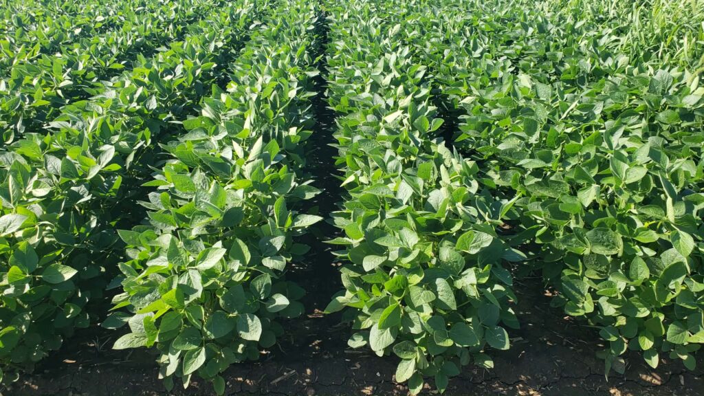 Offering growers options and simplicity with new soybean trait stack ...