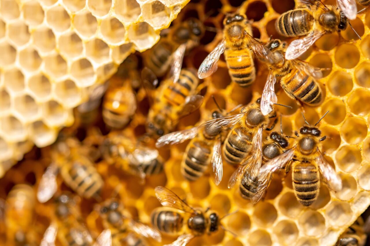North American Bee Strategy aims to improve honeybee health | Iowa ...